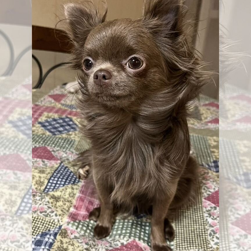 Чихуахуа, щенок