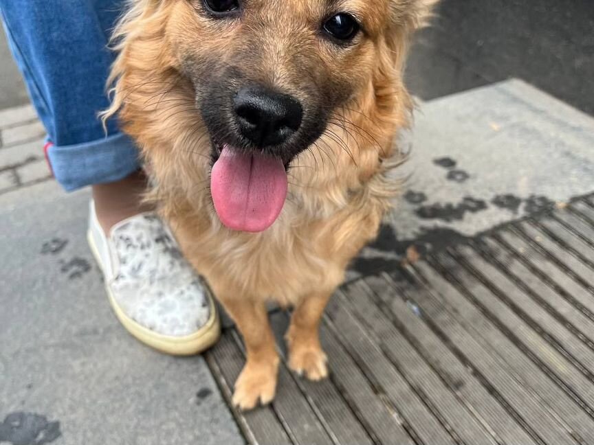 Собака найдена