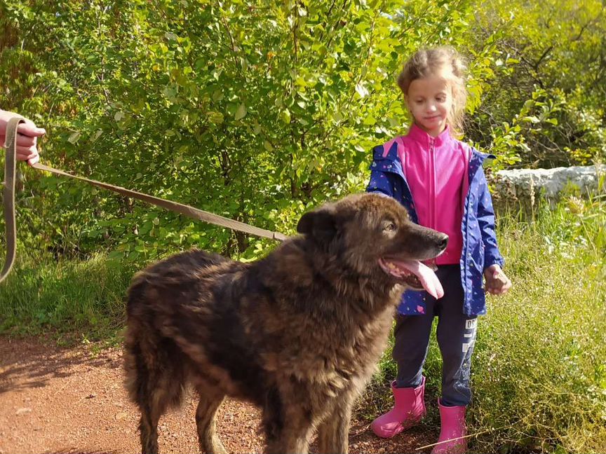 Большой, здоровый, сильный пес на охрану