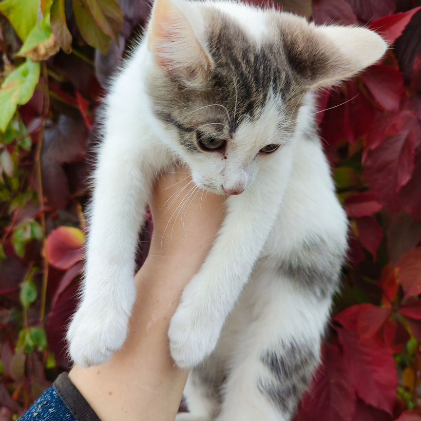 Отдам в добрые руки