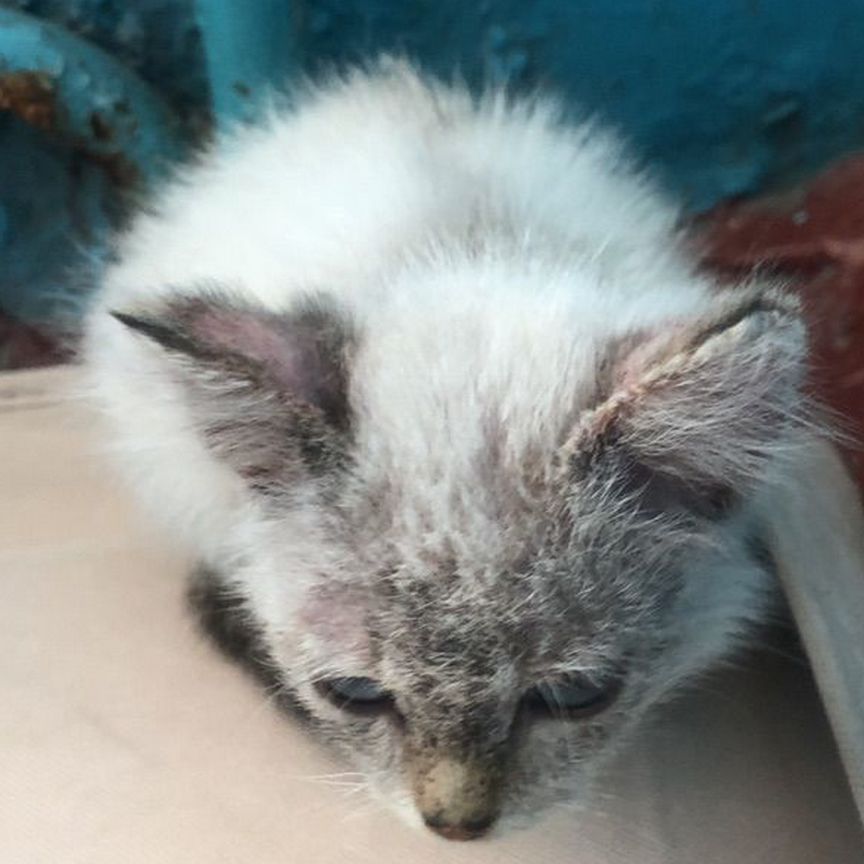 красивый сиамский котеночек