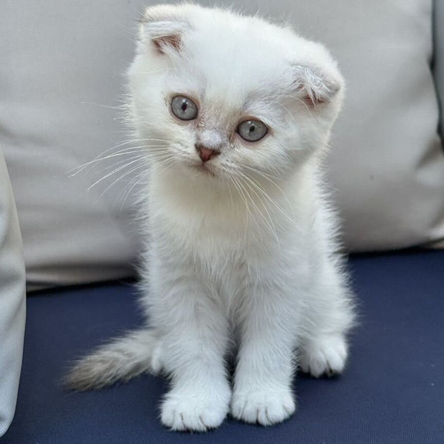 Шотландские вислоухие котята