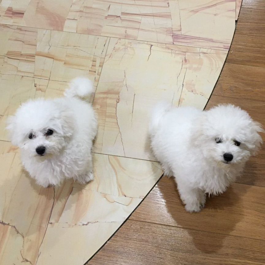 Бишон Фризе щенки