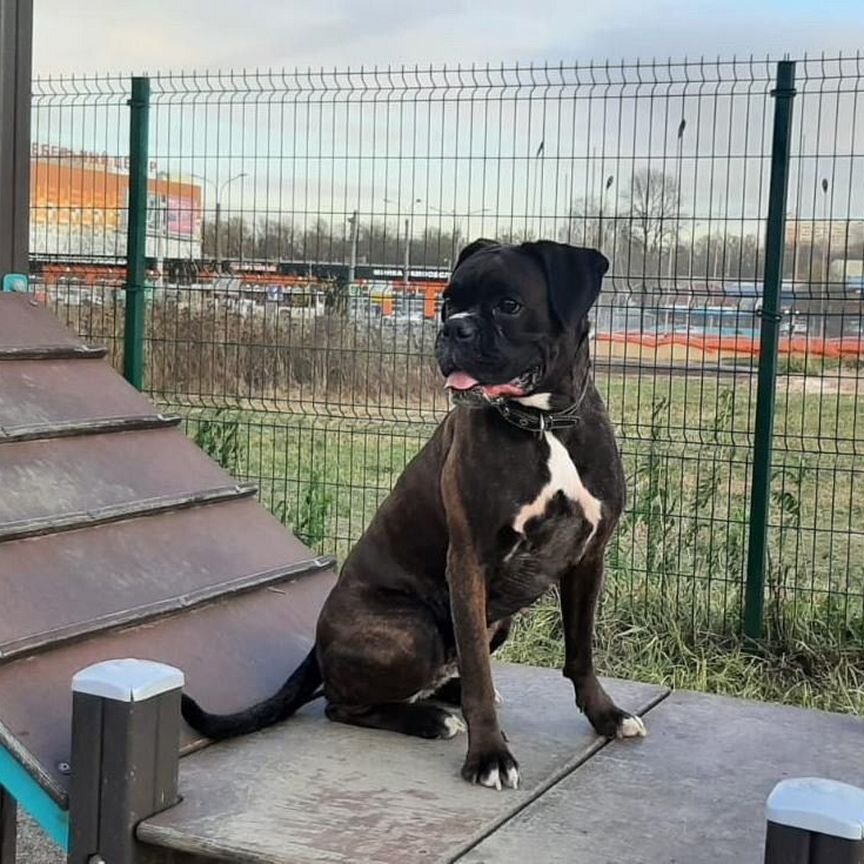 Боксер в добрые руки