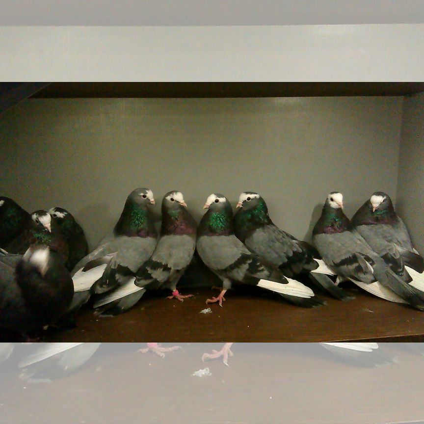 Голуби курские