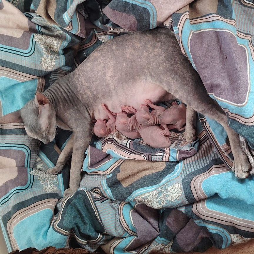 Донской сфинкс котята