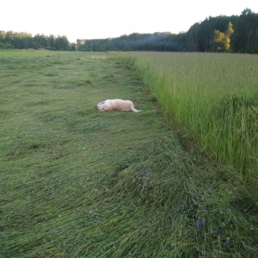 Сено в тюках