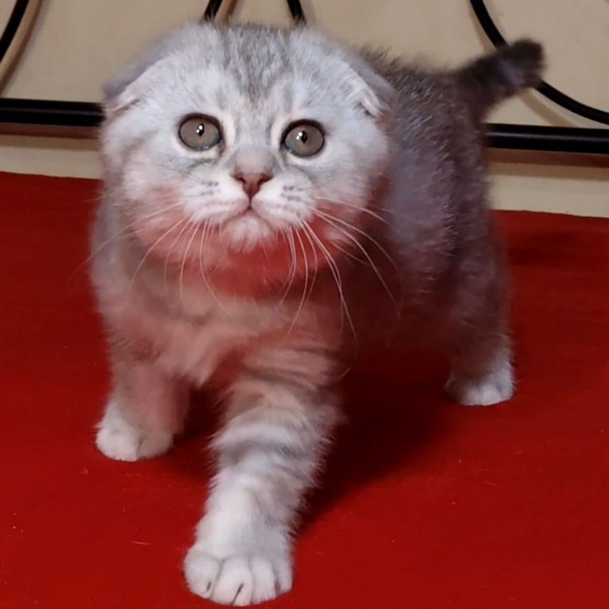 Шотландский вислоухий короткошёрстный котёнок