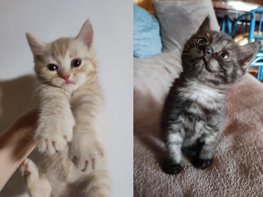 Котята (кошечка и котик)