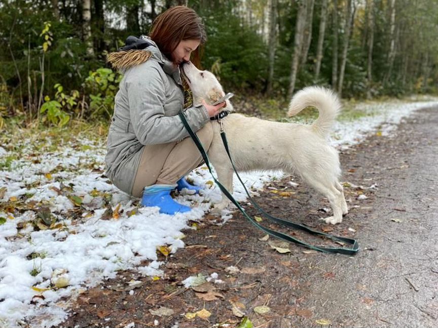Маленький пёс ищет дом