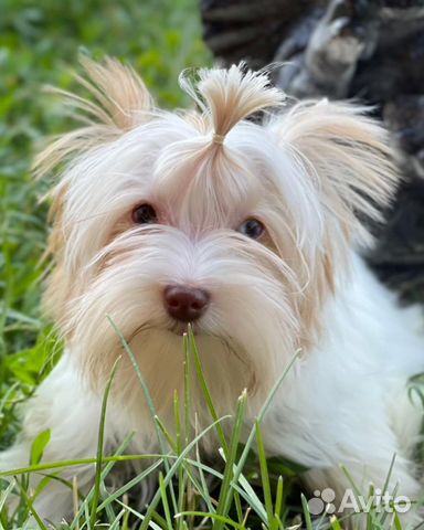 Белая голубоглазая голддаст шоко нос