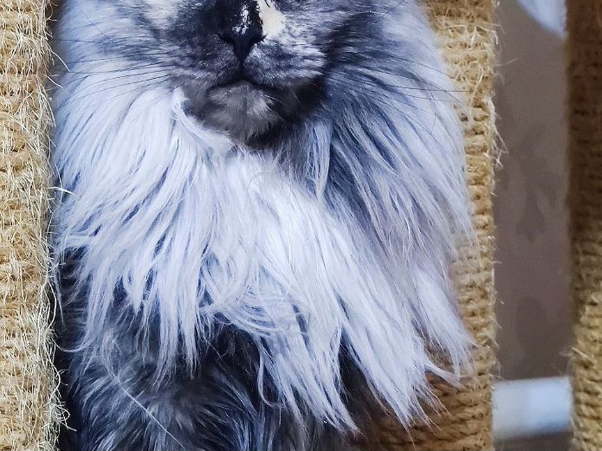 Мейн-кун взрослая кошка