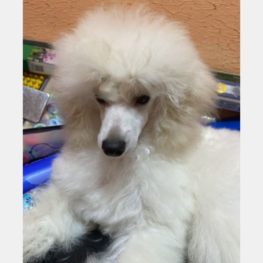 Той-пудель белый