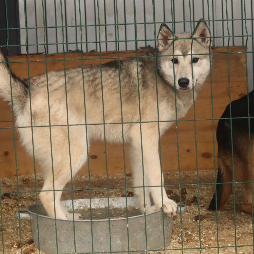 Западно сибирская лайка