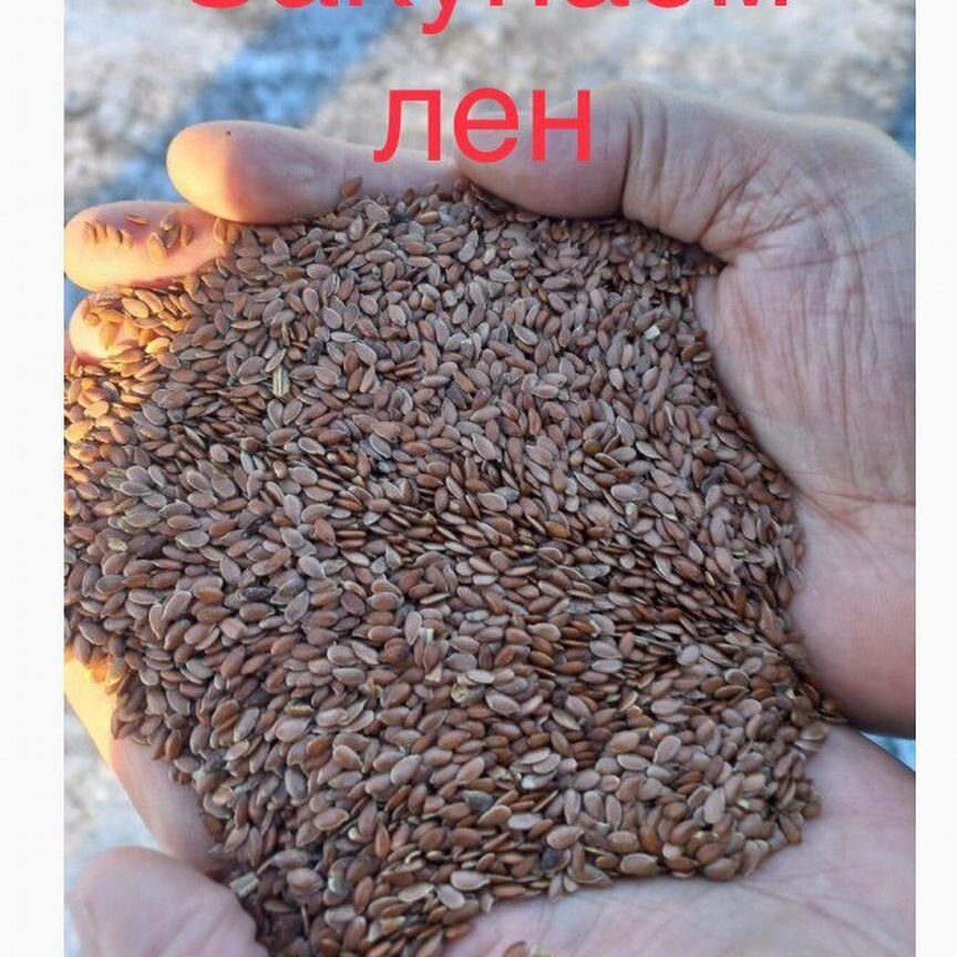 Лен масличный