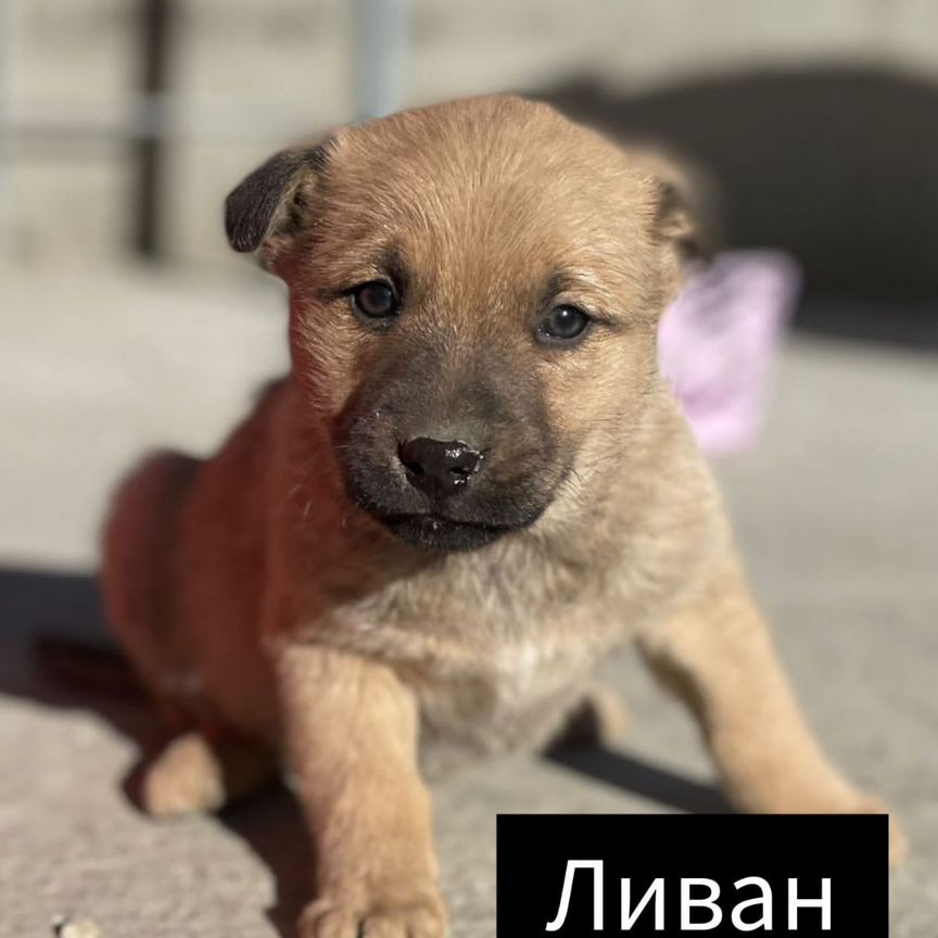 Щенки