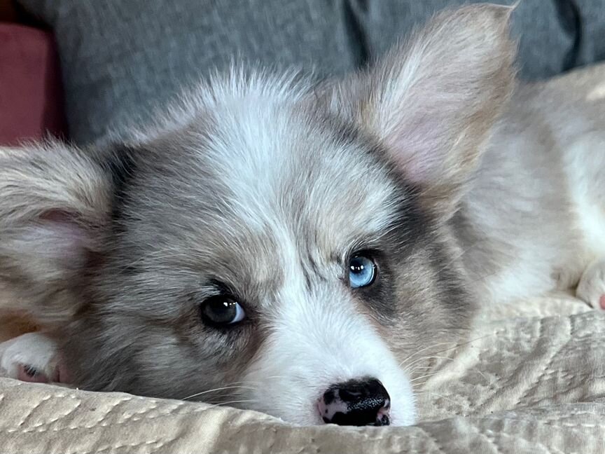 Вельш-корги кардиган флаффи