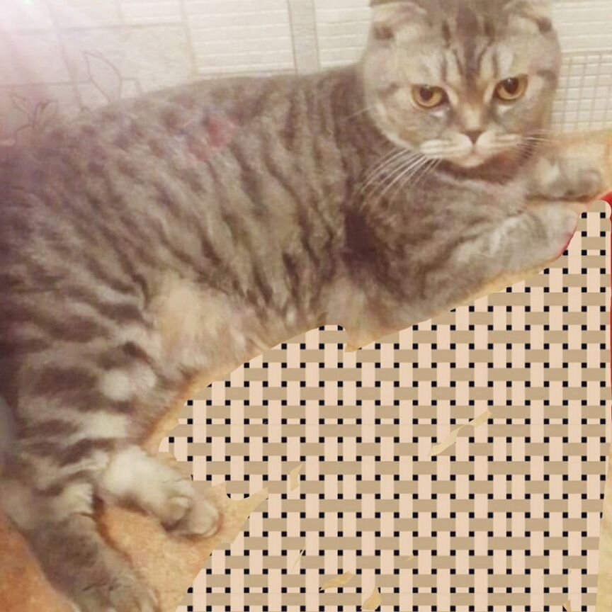 Вязка Кошечка