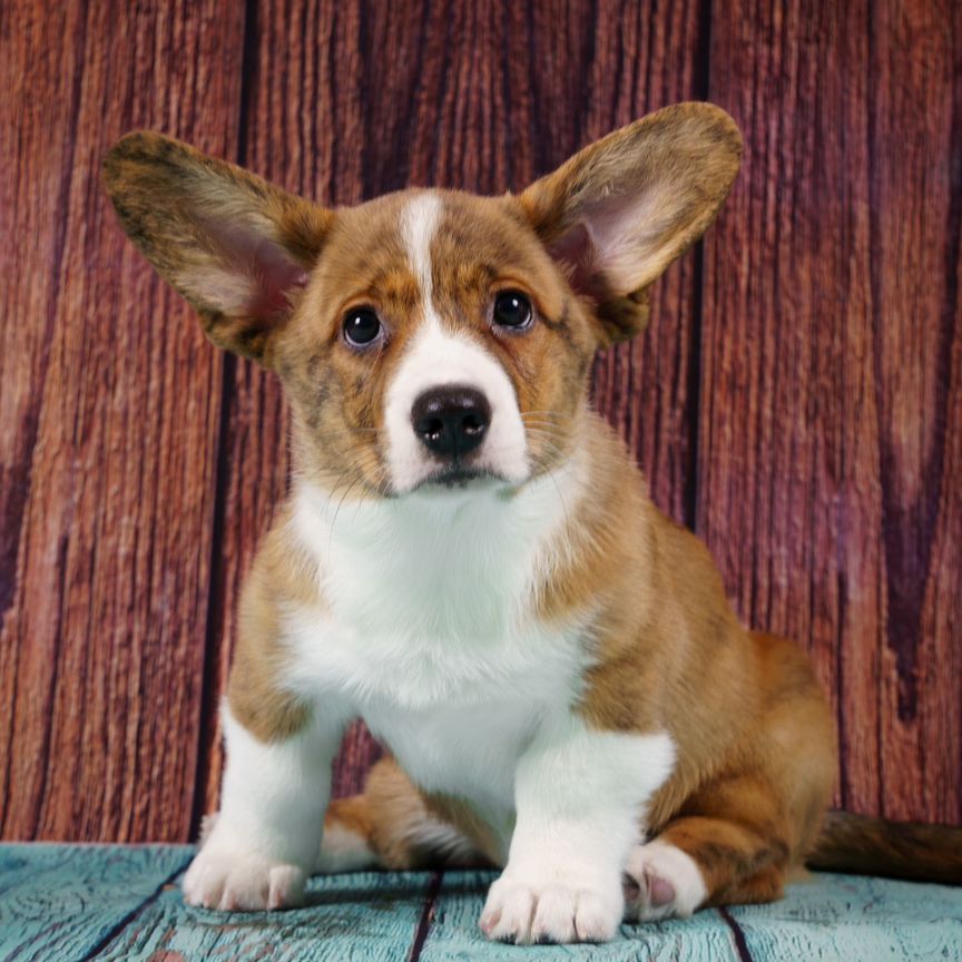 Вельш корги кардиган Щенок мальчик