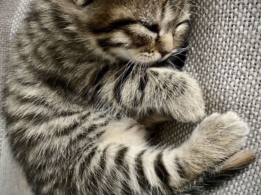 Вислоухая кошка котенок котята бесплатно