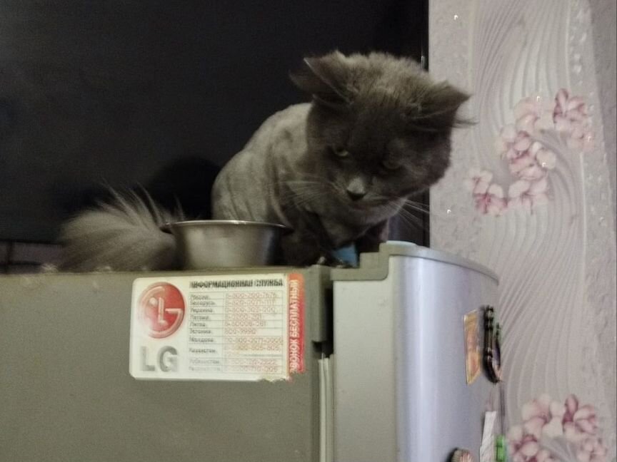 Отдам кошку