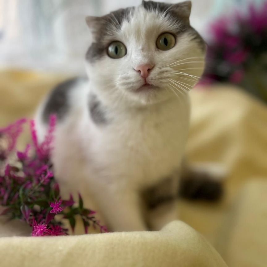 Кошечка Хлоя 2 года