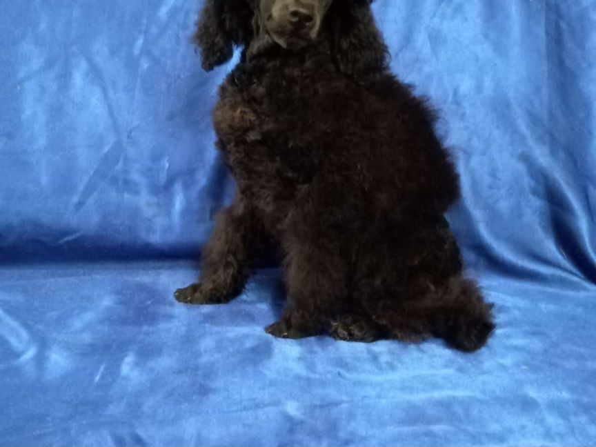 Мини пудель