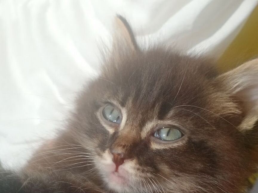 Котята в дар