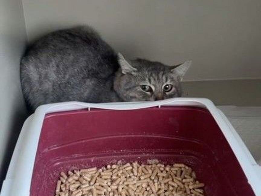 Кот и 7 жизней в дар