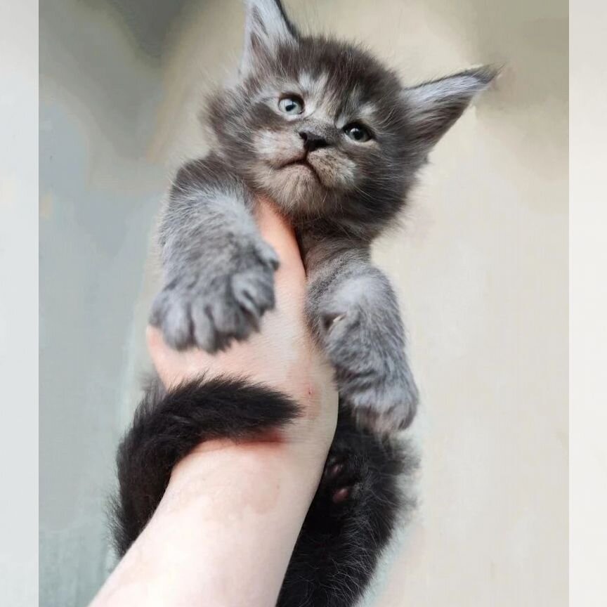 Мейн-кун котёнок