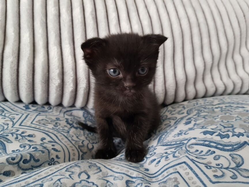 Шотландские вислоухие котята