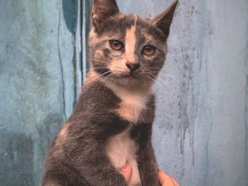 Котенок ищет дом