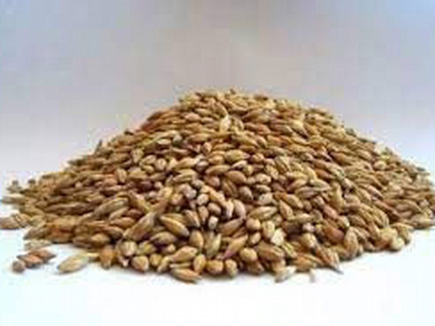 Ячмень фуражный