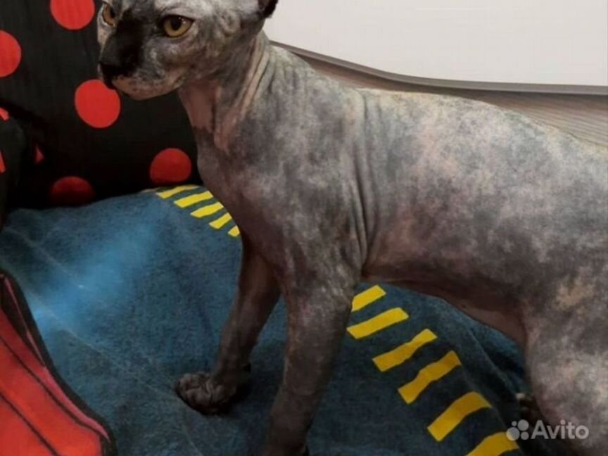 Канадский сфинкс