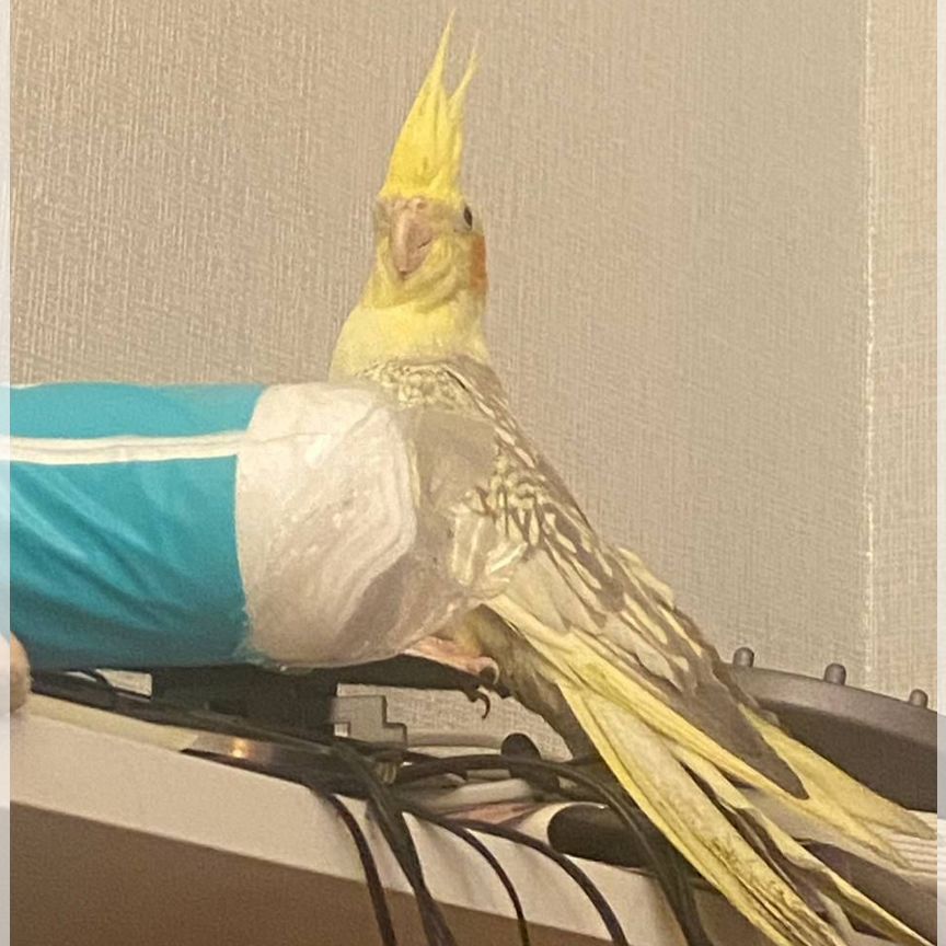 Попугай корелла