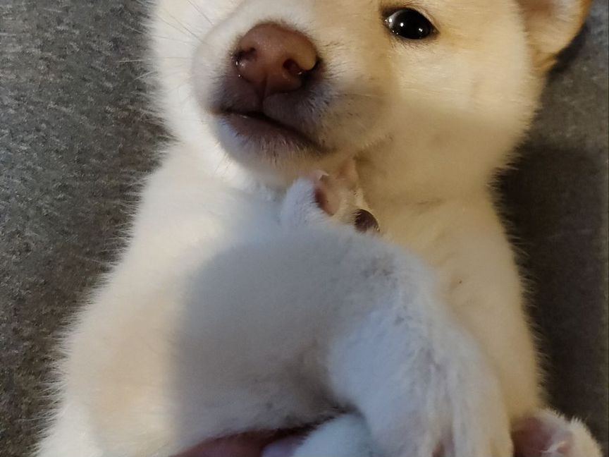 Белая сиба детка