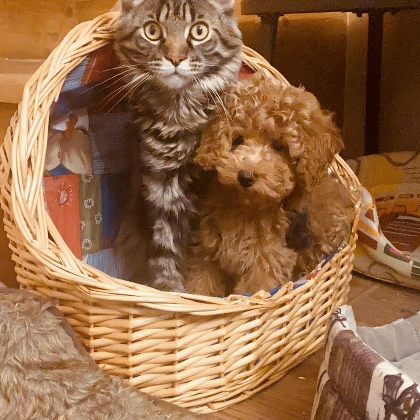 Той-пудель красный девочки и мальчики