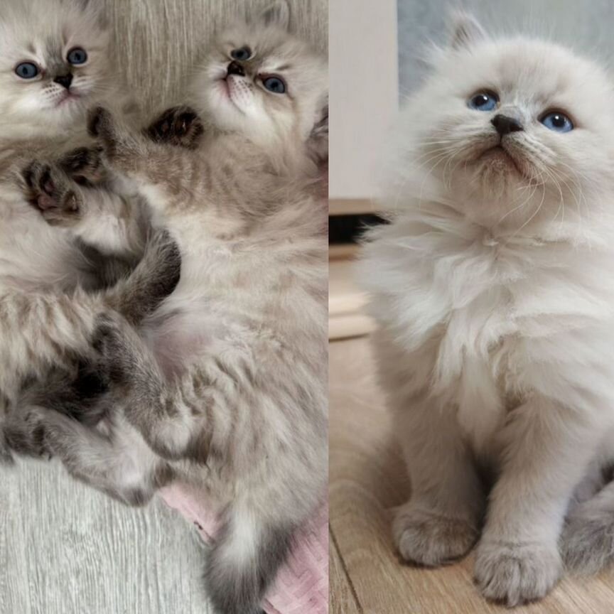 Невский маскарадный котёнок