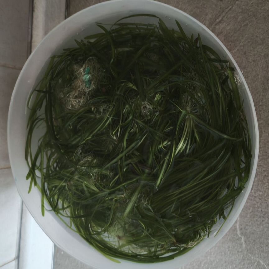 Водоросли в аквариум