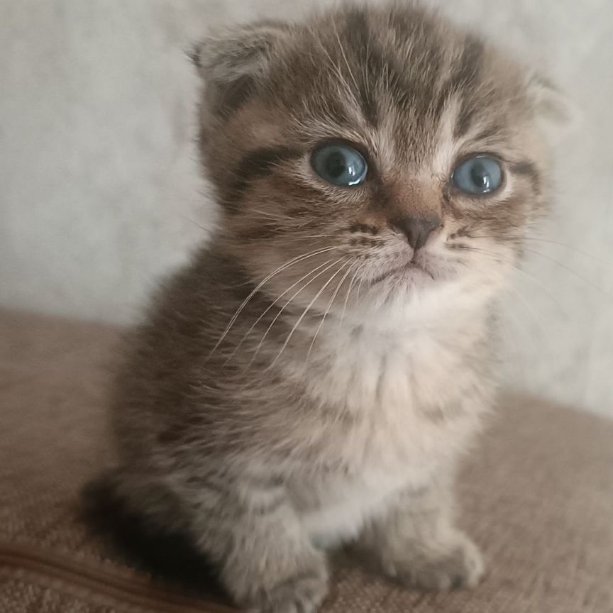 Шотландский вислоухий короткошёрстный котёнок