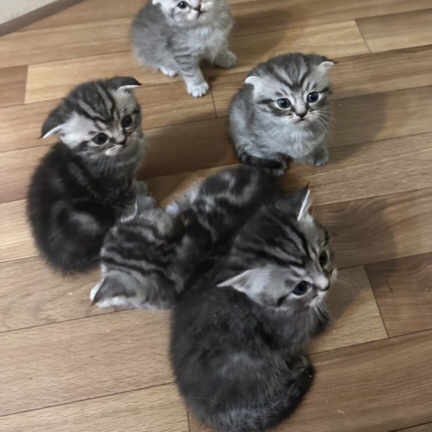 Шотландские котята