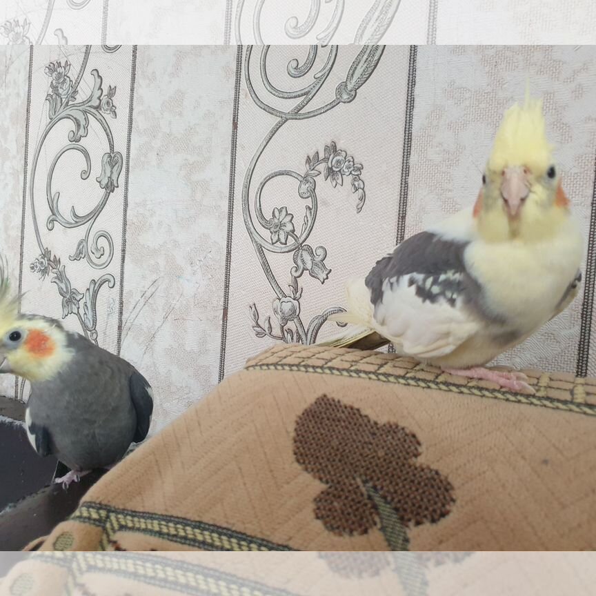 Попугай корелла