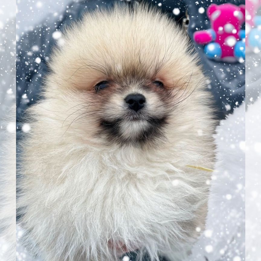 Померанский шпиц, щенок