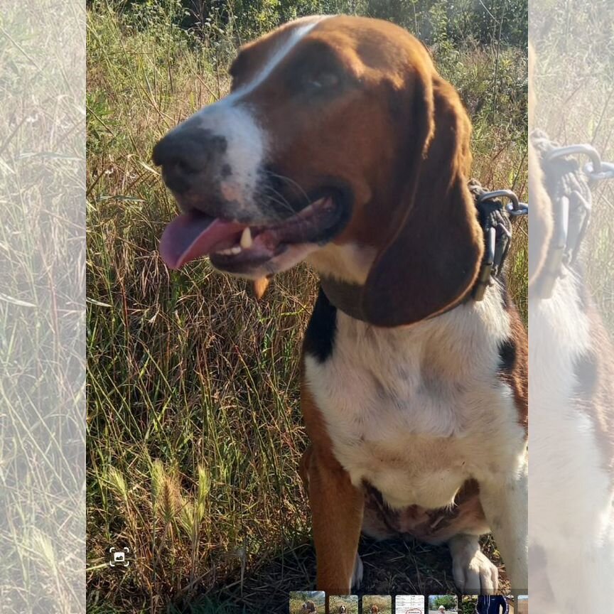 Эстонская гончая