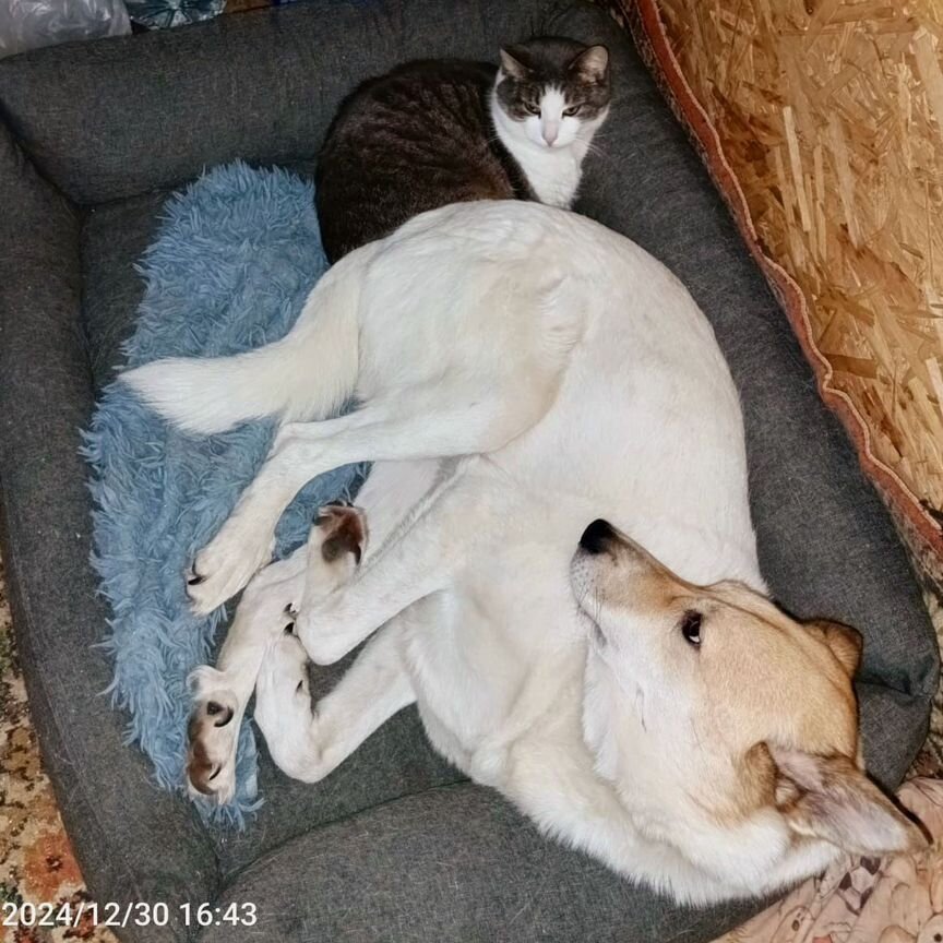 Красивая собачка