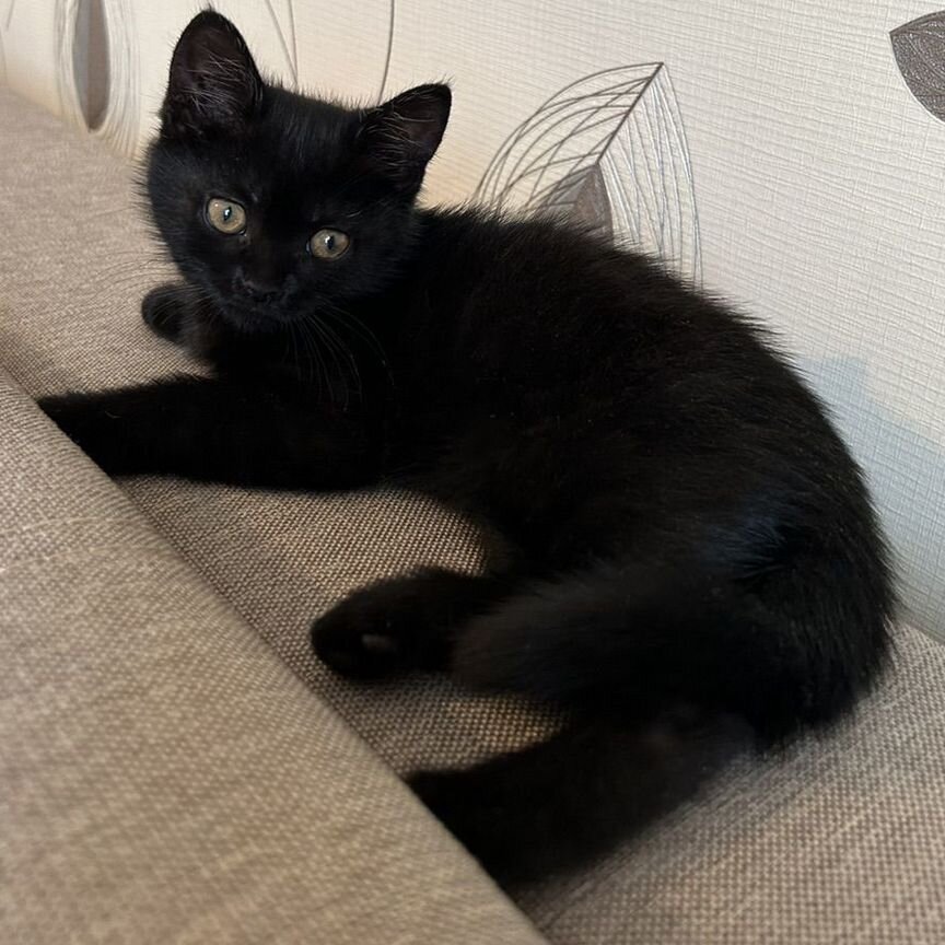 Котенок Девочка