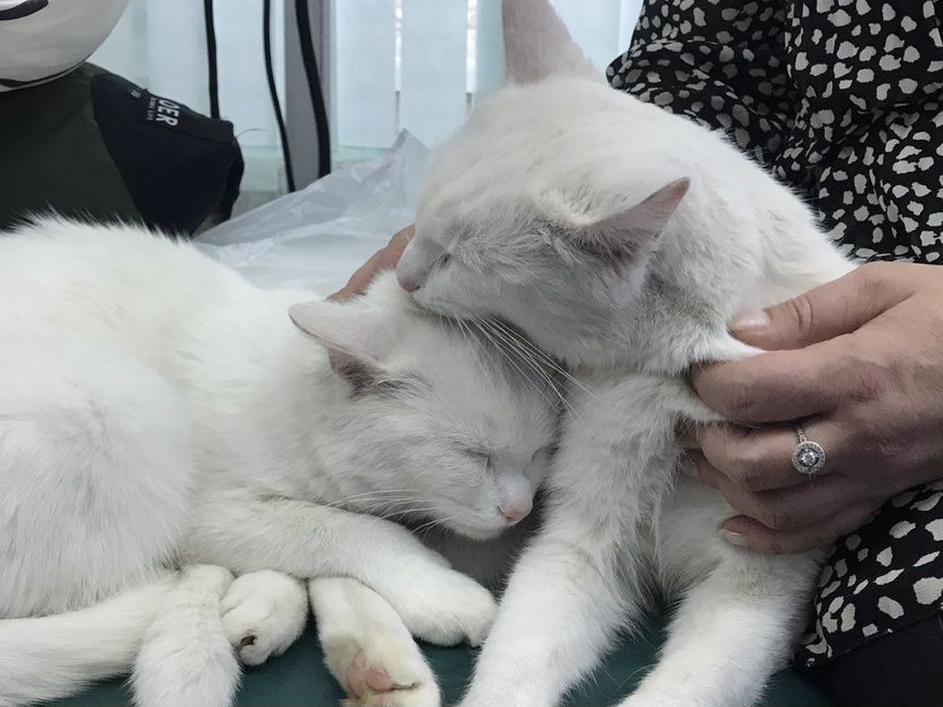 Отдадим кота и кошку в добрые руки