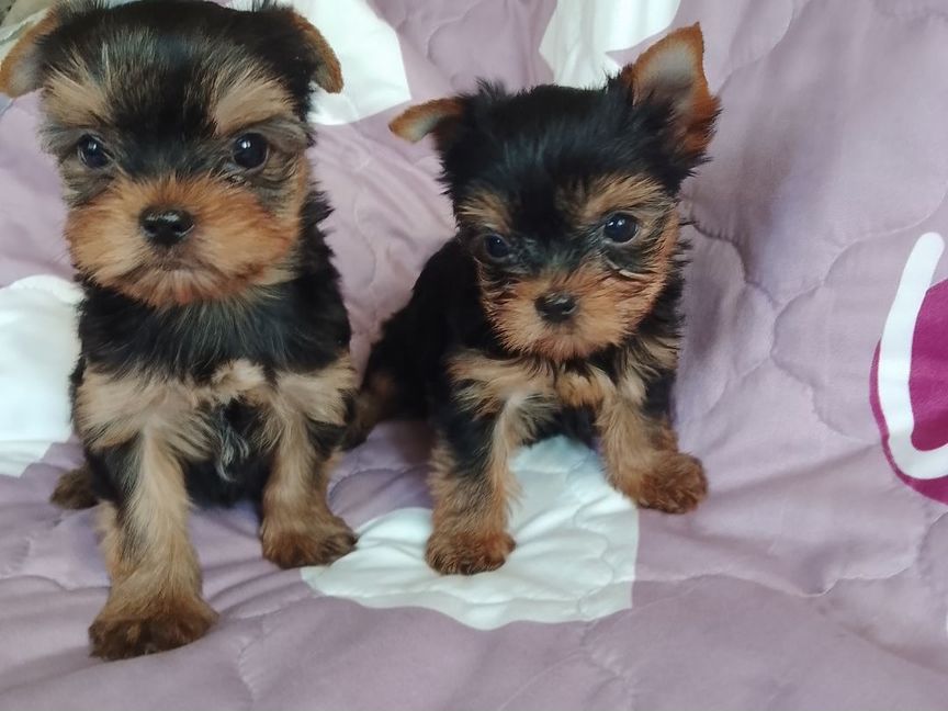 Йоркширский терьер мини щенки бейби фейс