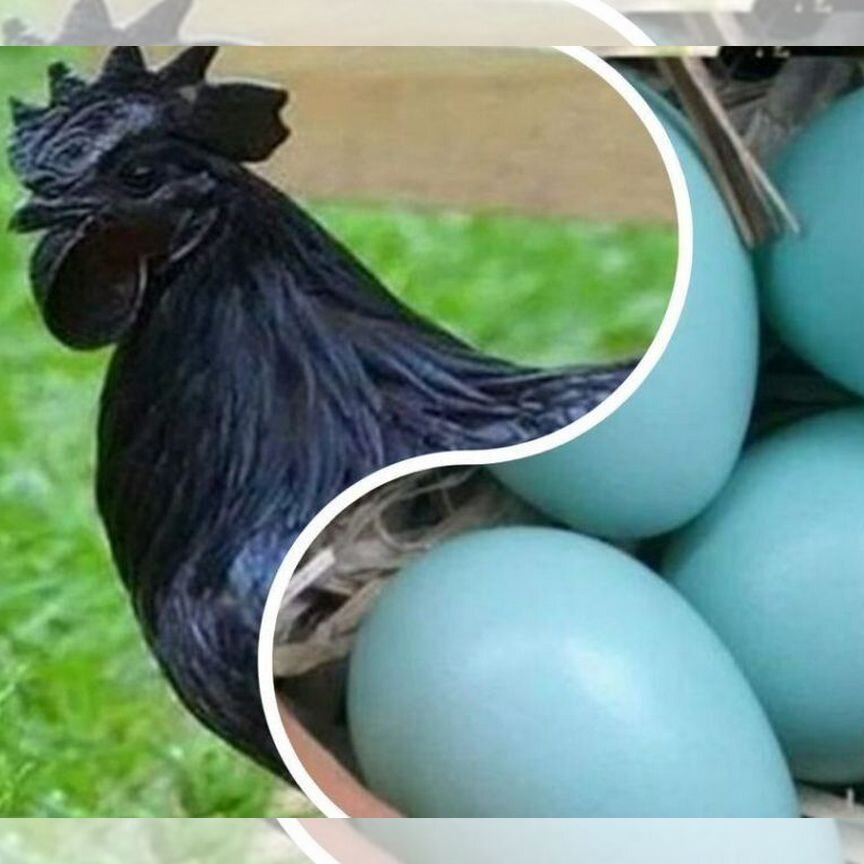 Инкубационное яйцо ухейилюй