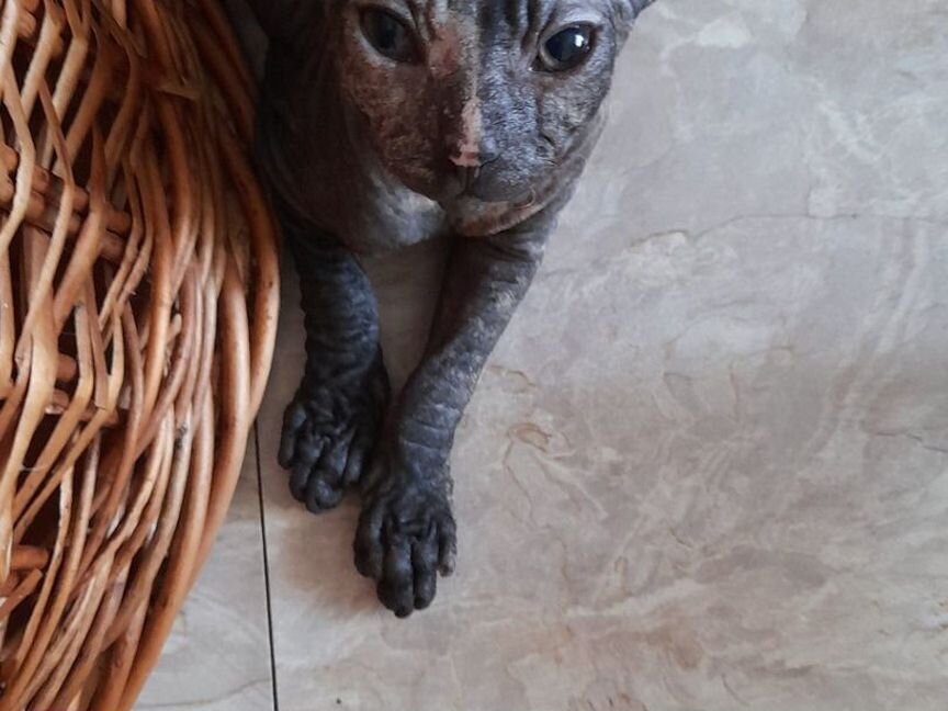 Кошечка